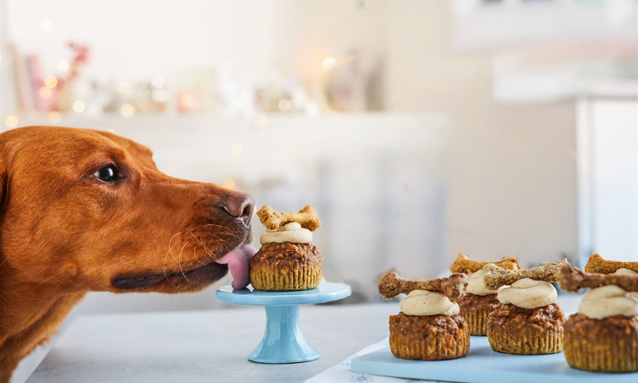 Dog Pupcakes Recipe | Dr. Oetker